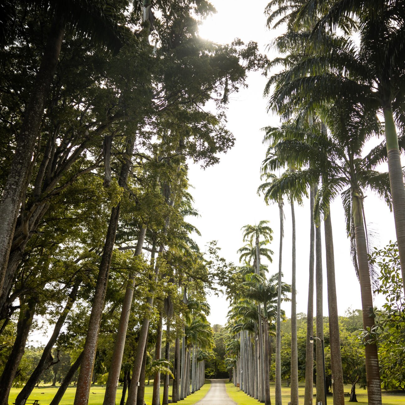 Codrington Estates | Venue for Tours, Weddings & More | CEDCL